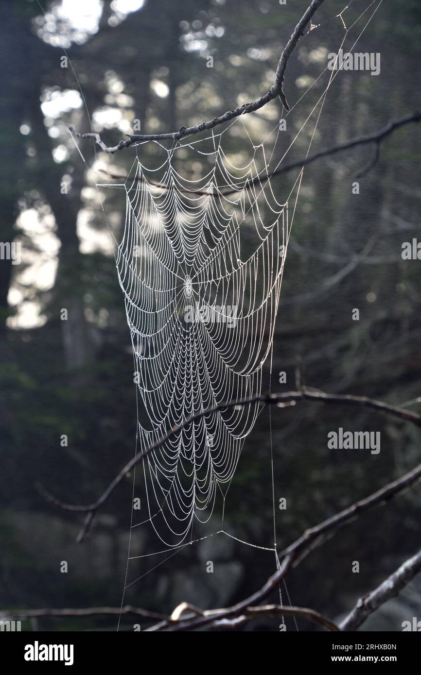 Terrific up close look at a spider web in woods Stock Photo - Alamy