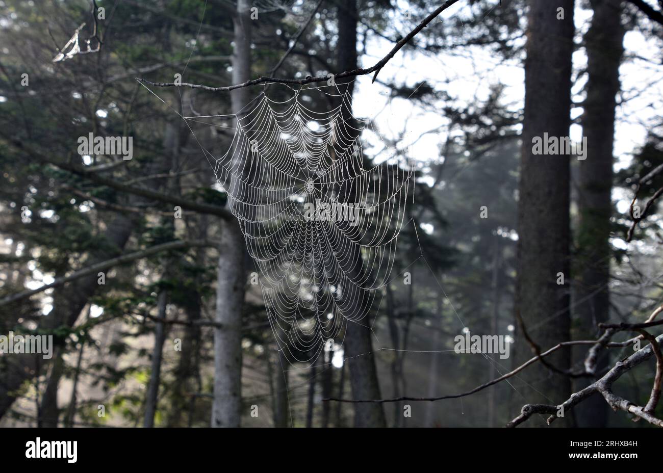 Perfect spider web hi-res stock photography and images - Alamy