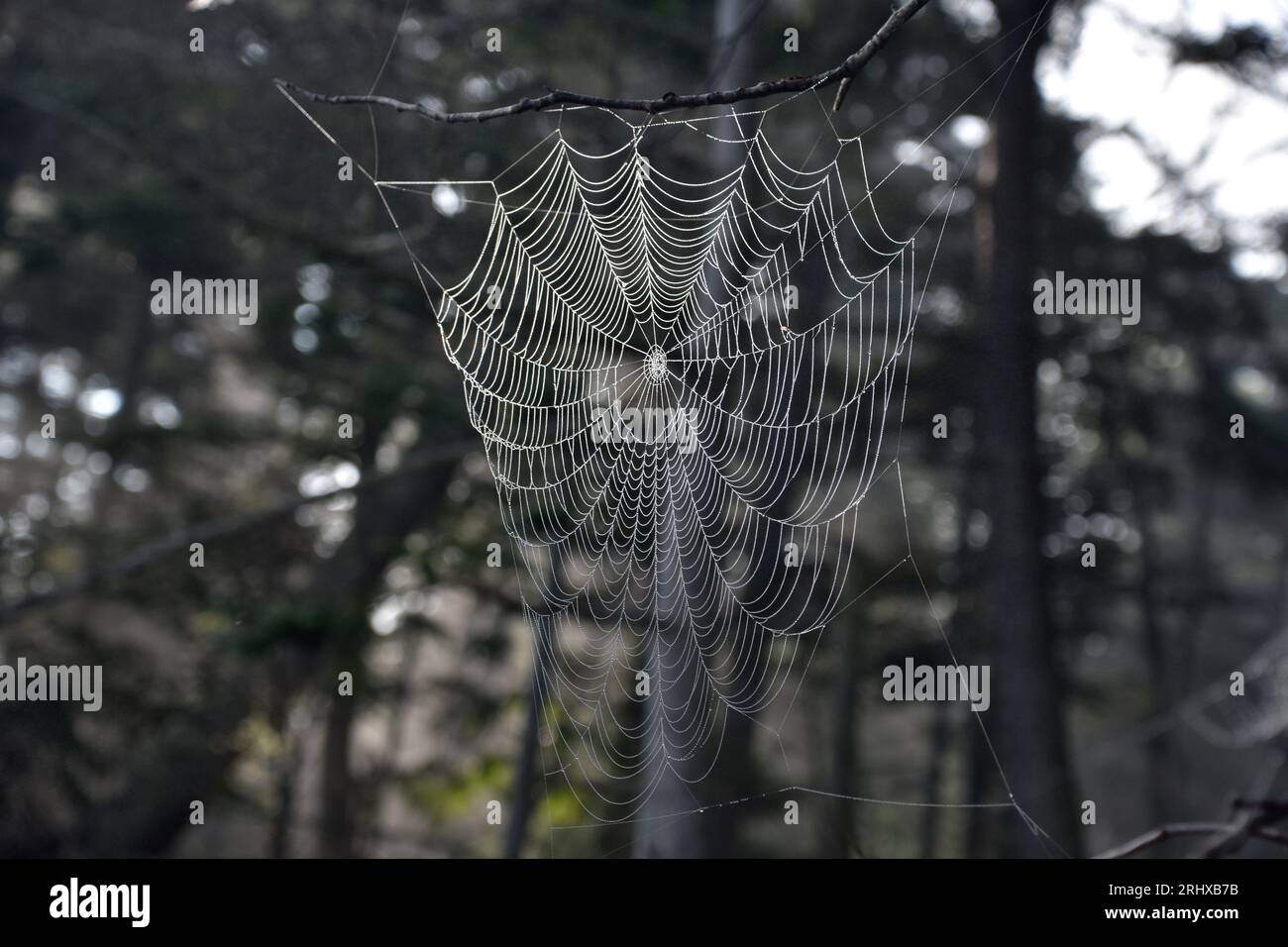 Close up look at a large spider web between trees Stock Photo - Alamy