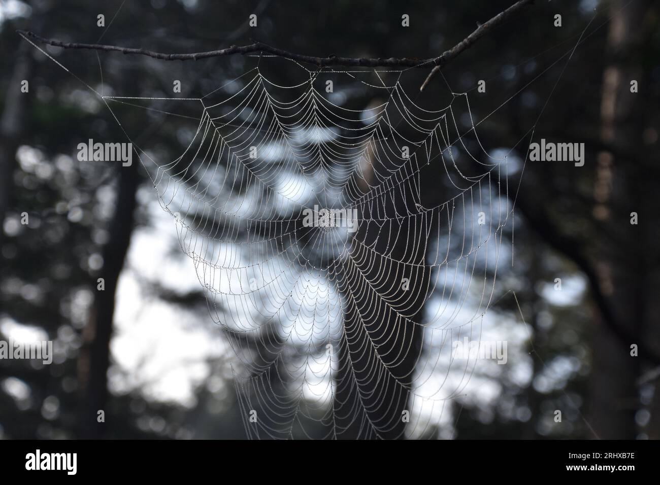 Spider web in a wooded grove of pine trees Stock Photo - Alamy