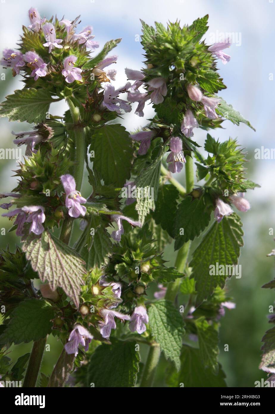 Balota nigra in free nature of east Slovakia Stock Photo - Alamy