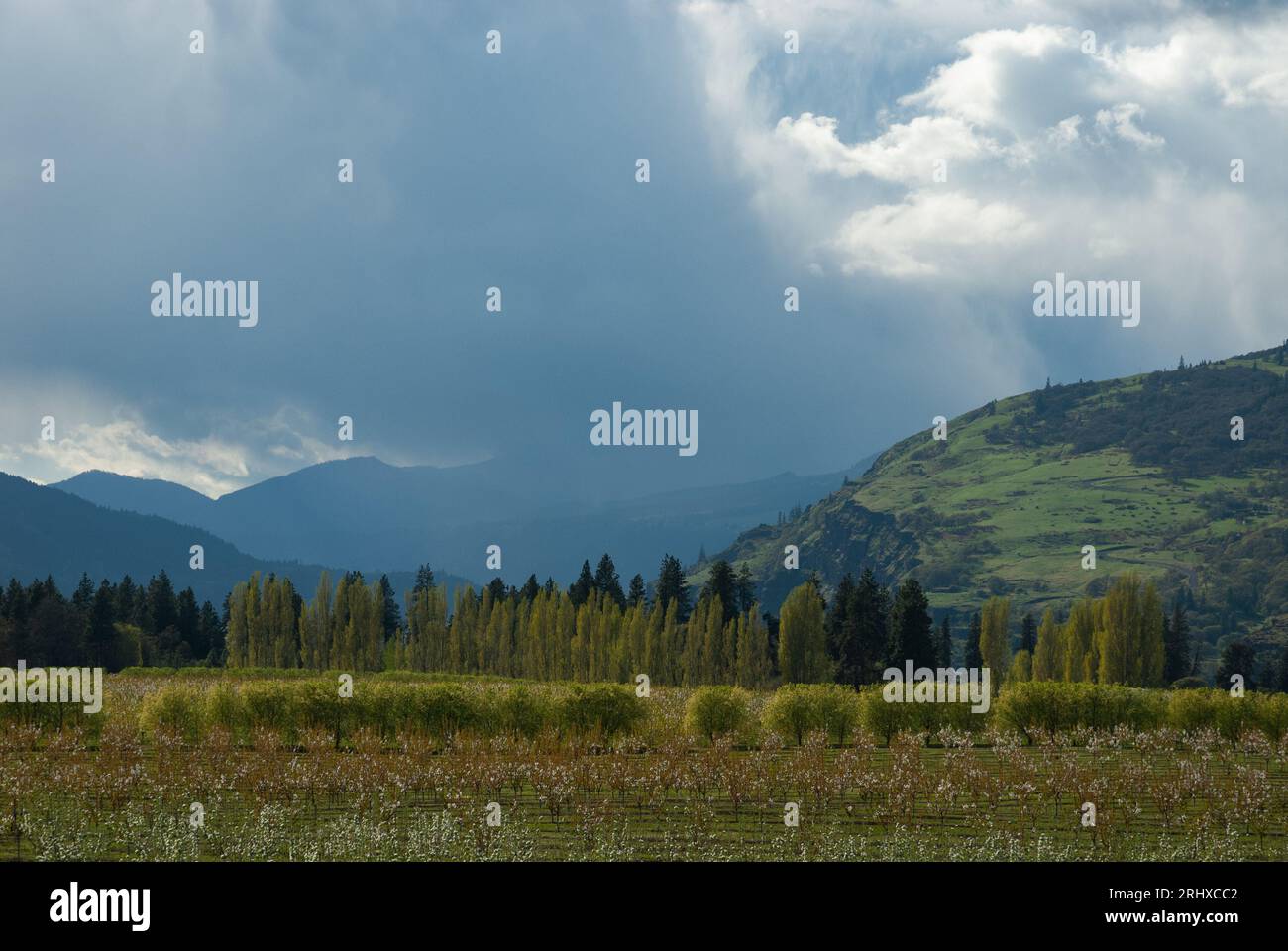 Orchards and groves of poplars and evergreen trees near Moser, Oregon ...