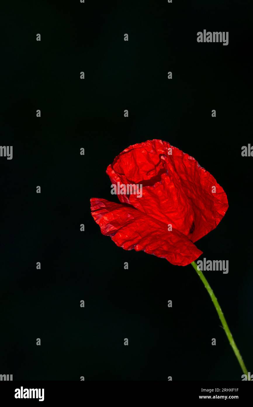 Red poppy ( Papaver rhoeas ) with black background taken at ...