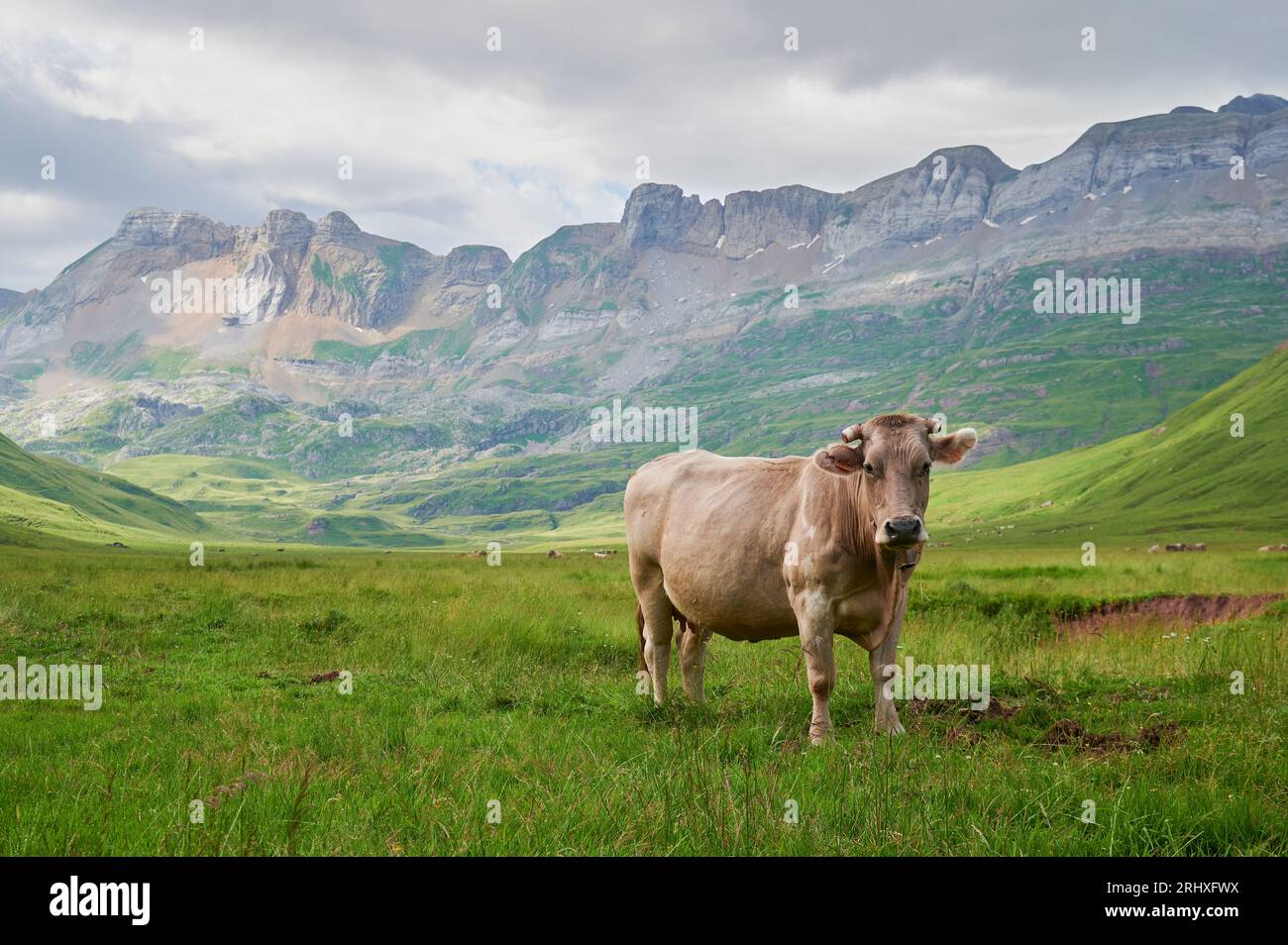 Chubby cow hi-res stock photography and images - Alamy