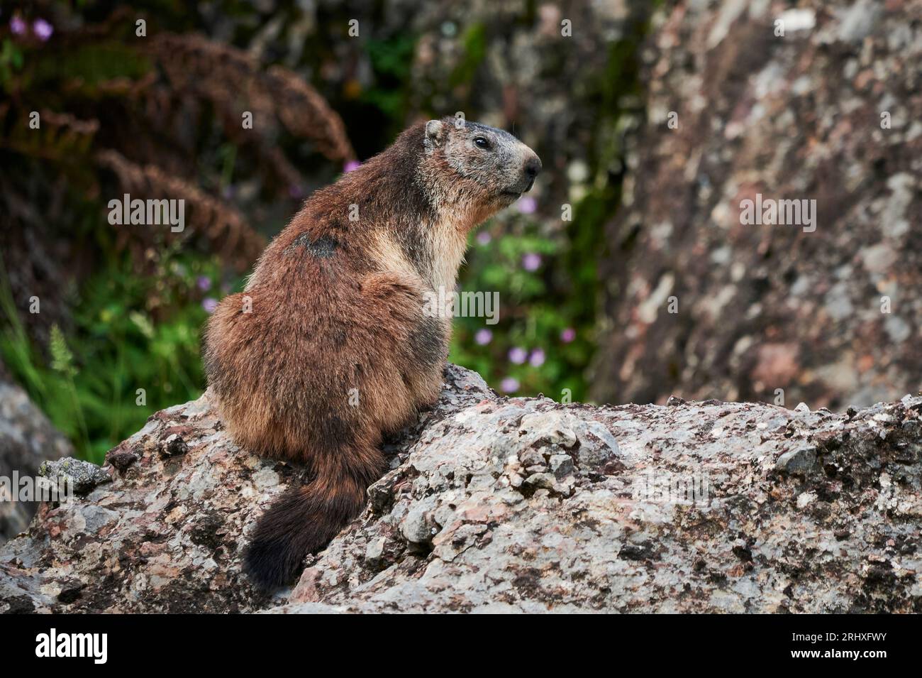 Full body of cute fluffy brown fur cane rat sitting on stone in green ...