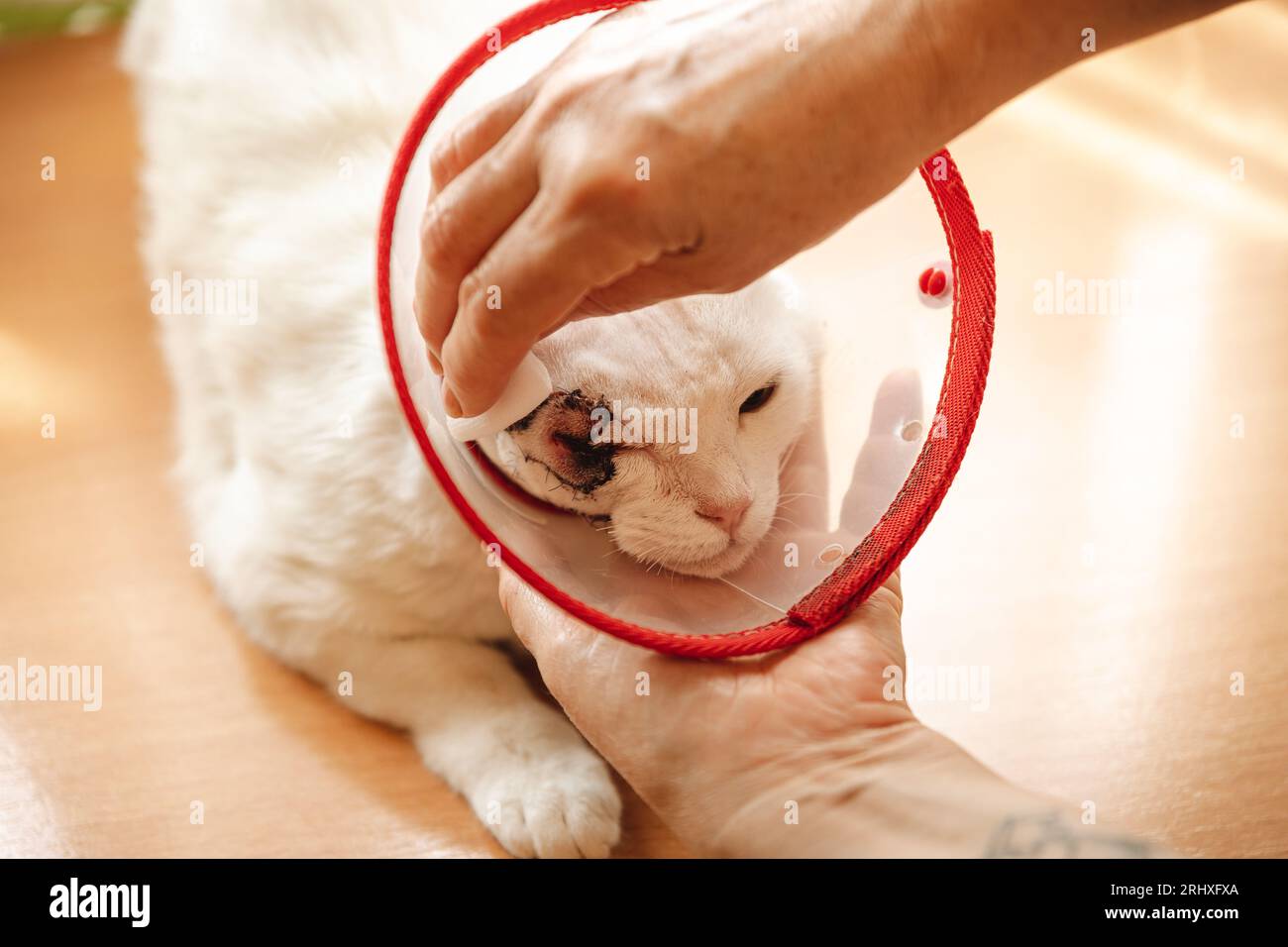 Crop anonymous female veterinary doctor applying disinfectant on face ...