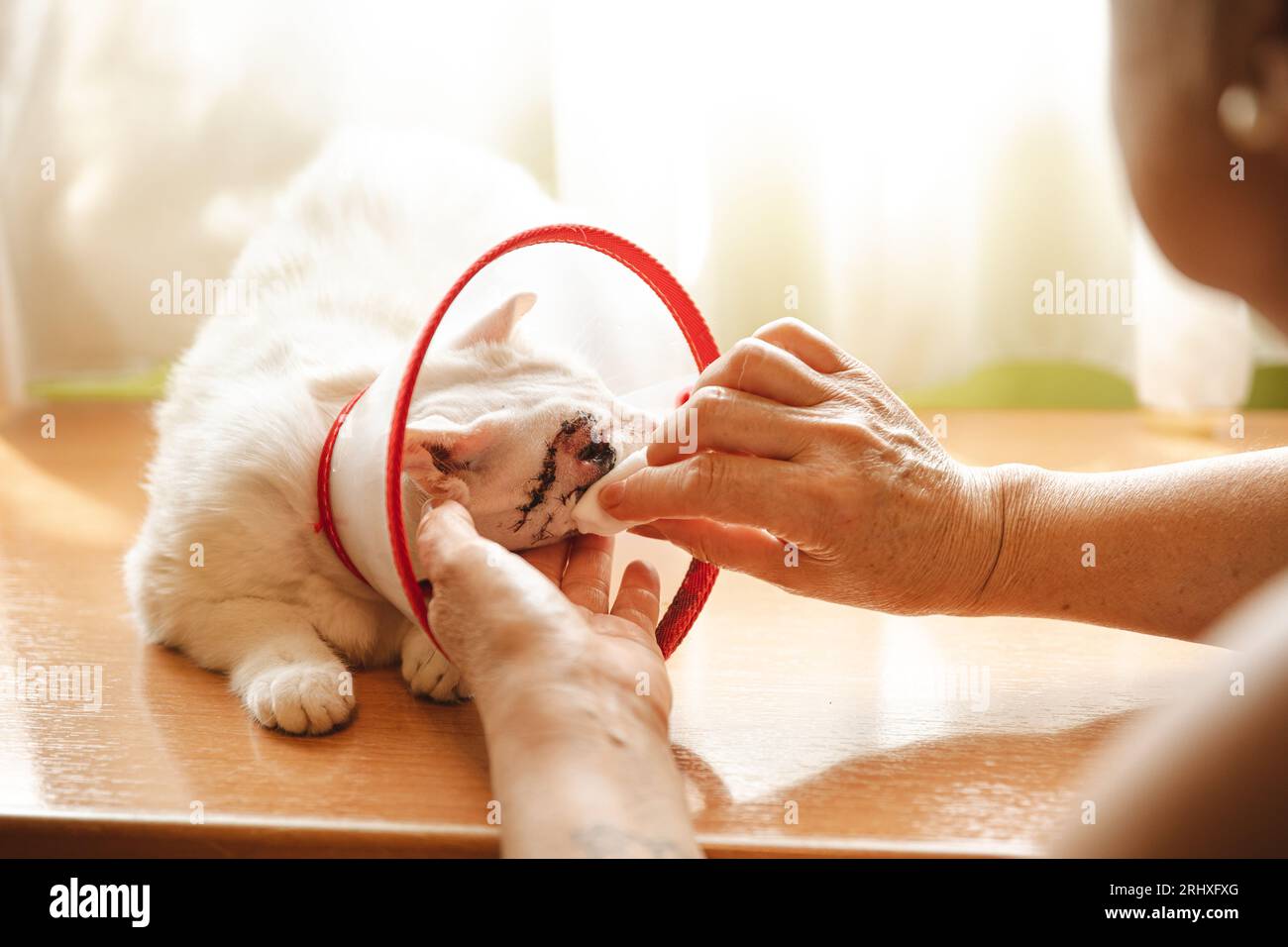 Crop anonymous female veterinary doctor applying disinfectant on face ...