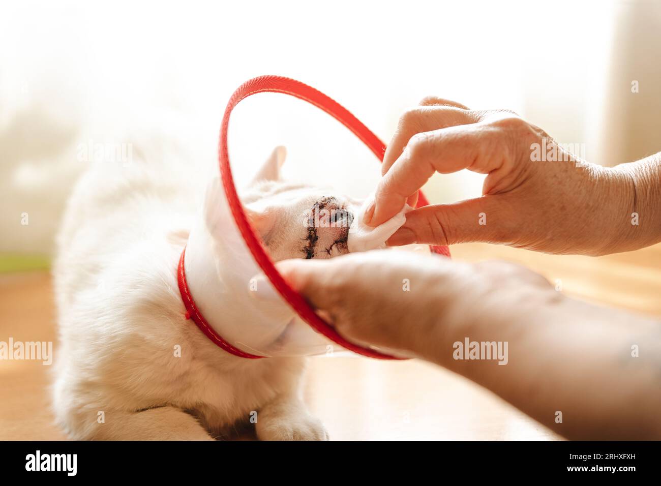 Crop anonymous female veterinary doctor applying disinfectant on face ...