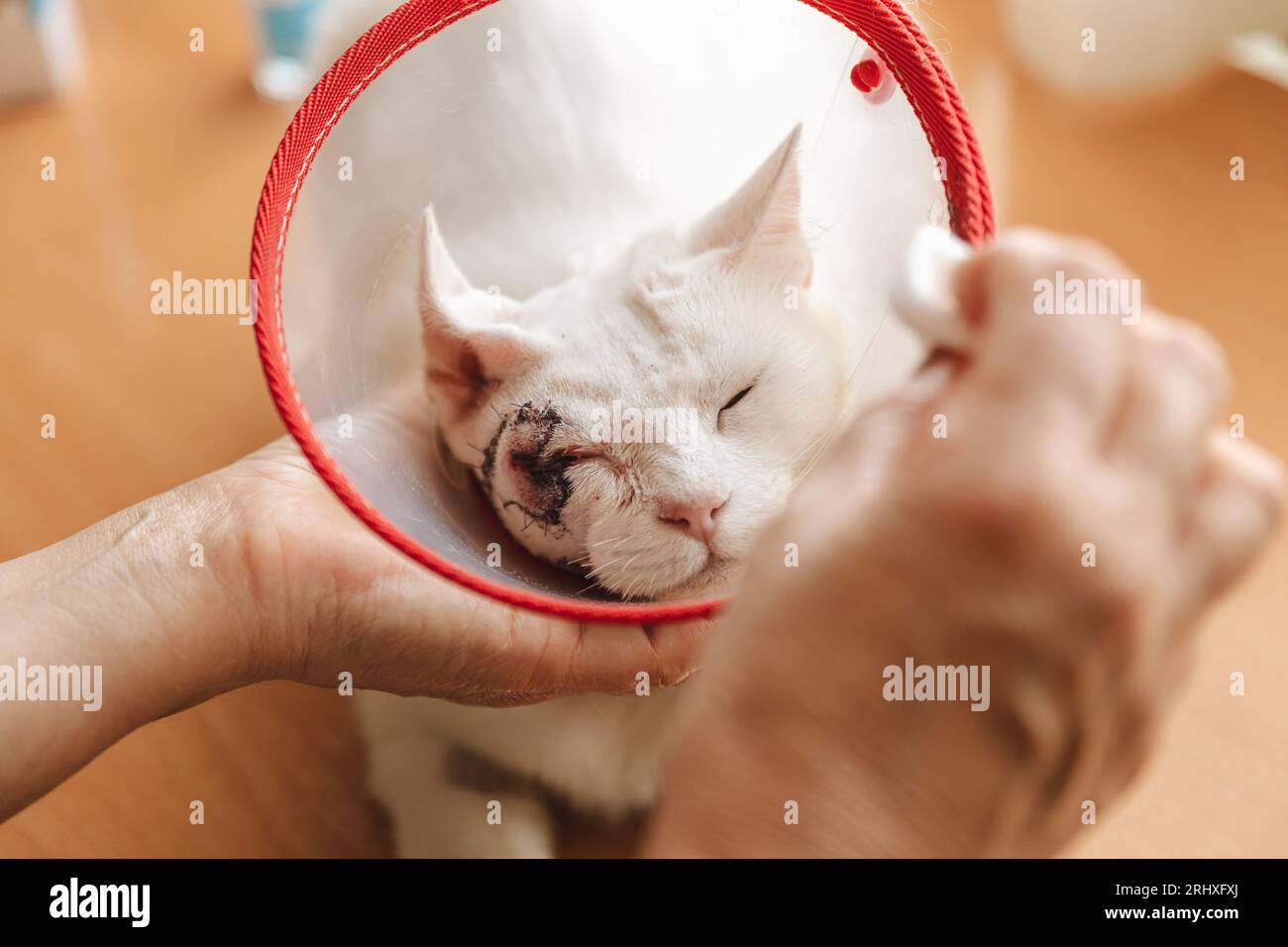 Crop anonymous female veterinary doctor applying disinfectant on face ...