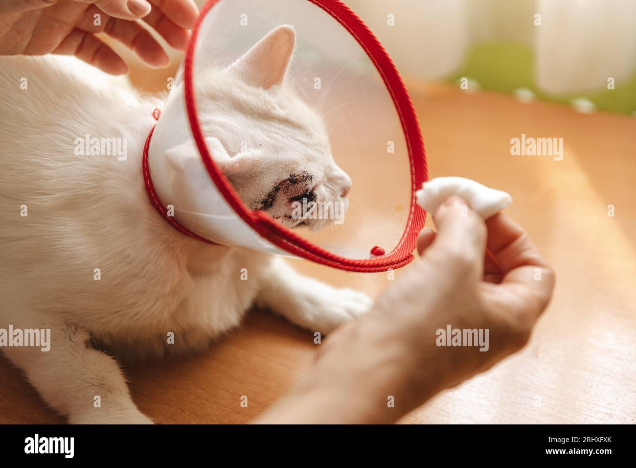 Crop anonymous female veterinary doctor applying disinfectant on face ...