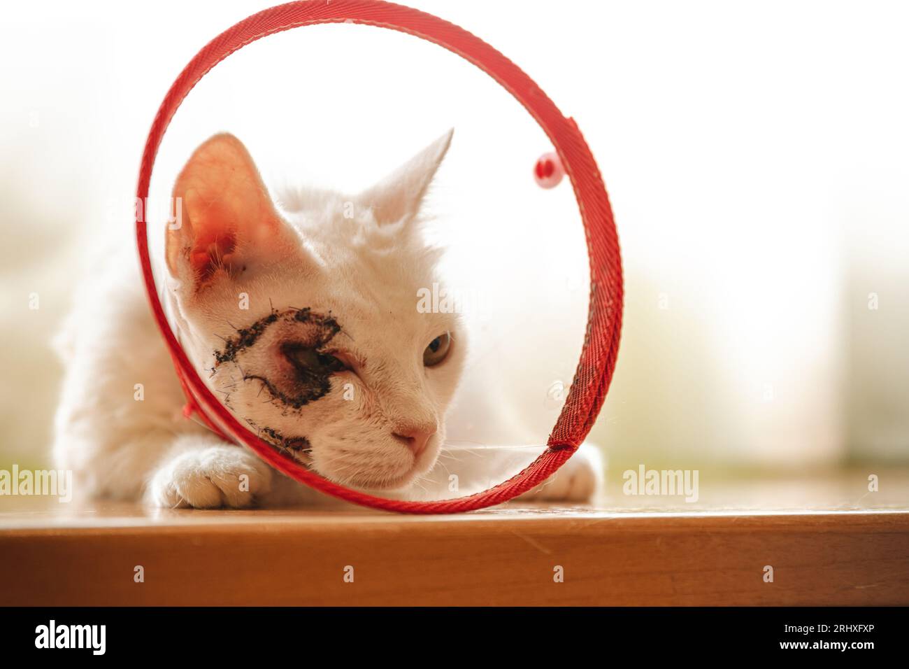 Cat skin cancer hi-res stock photography and images - Alamy
