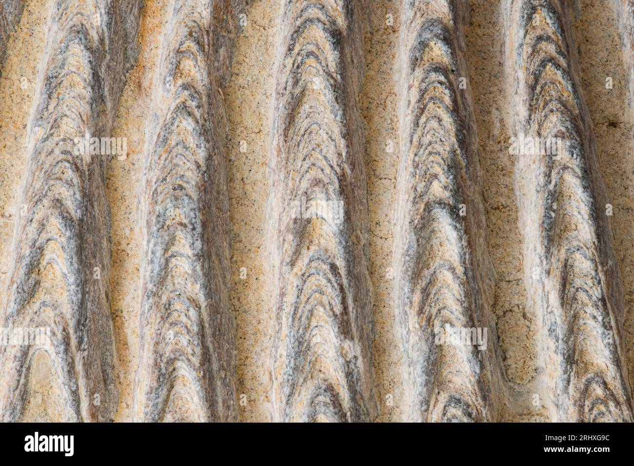 Alectryon carinata hi-res stock photography and images - Alamy