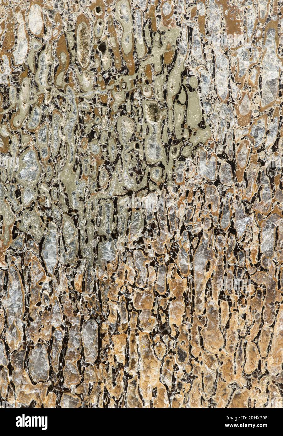 Macro photograph showing the internal cell structure of a slice of ...