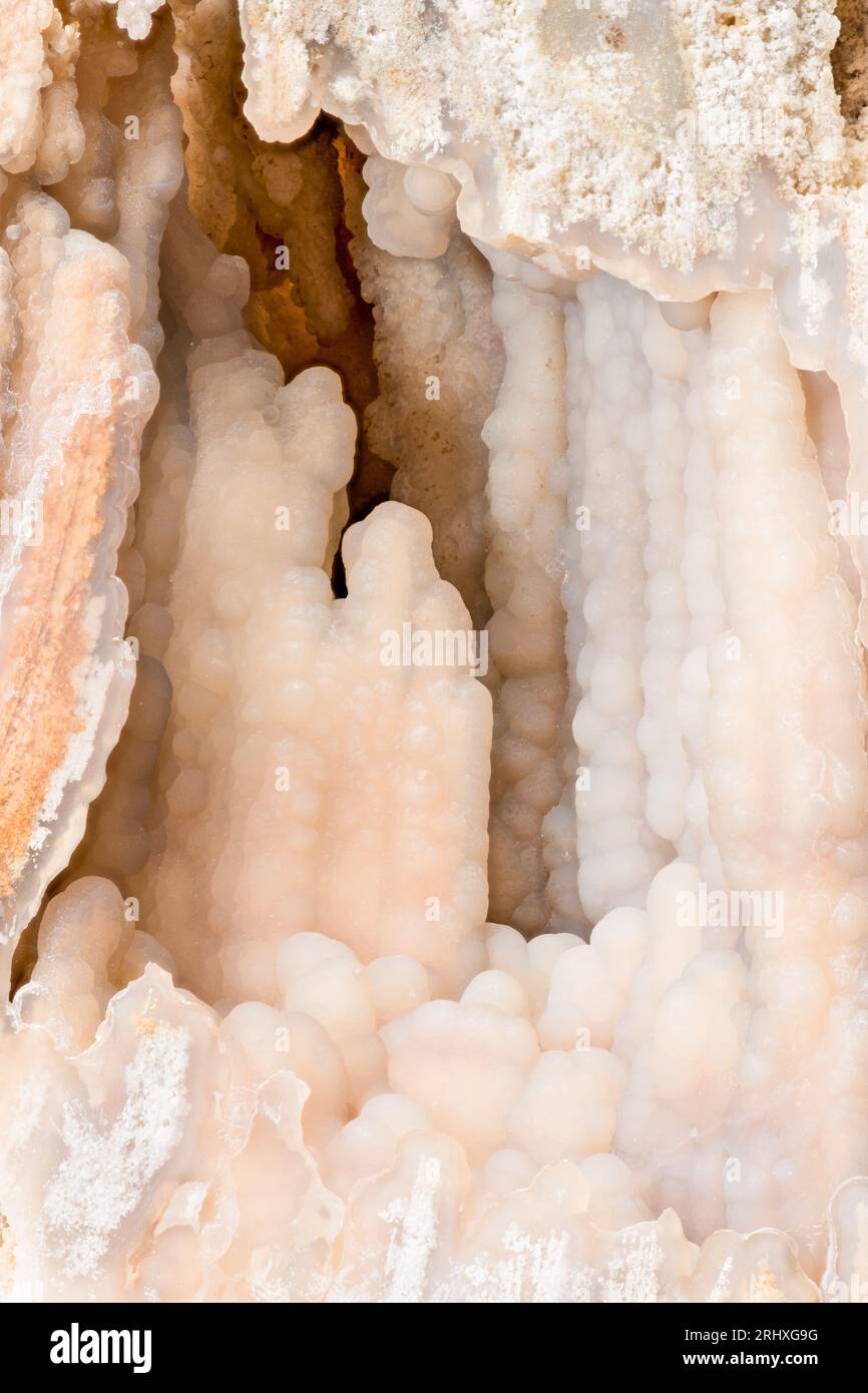 Fossilized coral structure hi-res stock photography and images - Alamy
