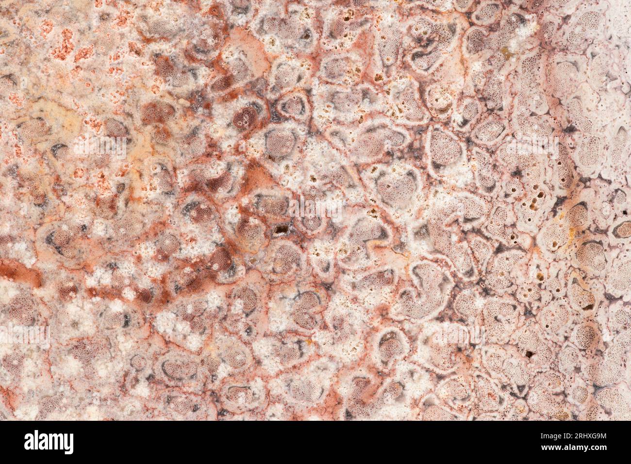 Macro photograph revealing the details in a cut slab of tree fern ...