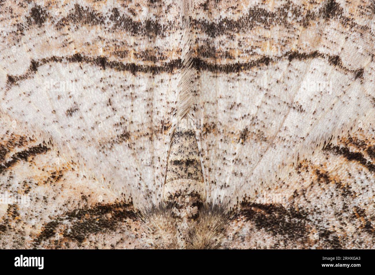 Top view of symmetrical patterns in the wings of moth in daylight Stock ...