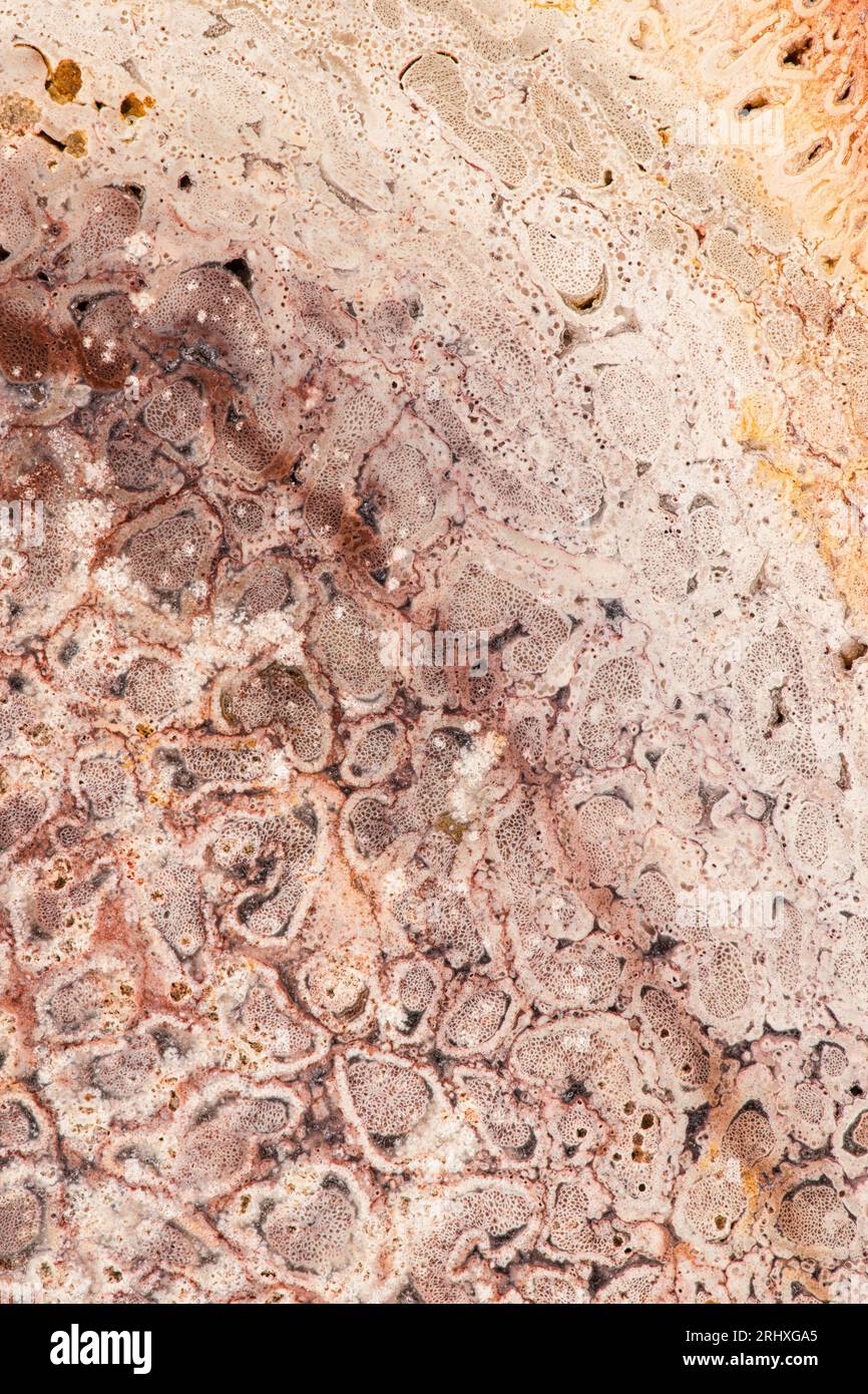 Tietea singularis hi-res stock photography and images - Alamy