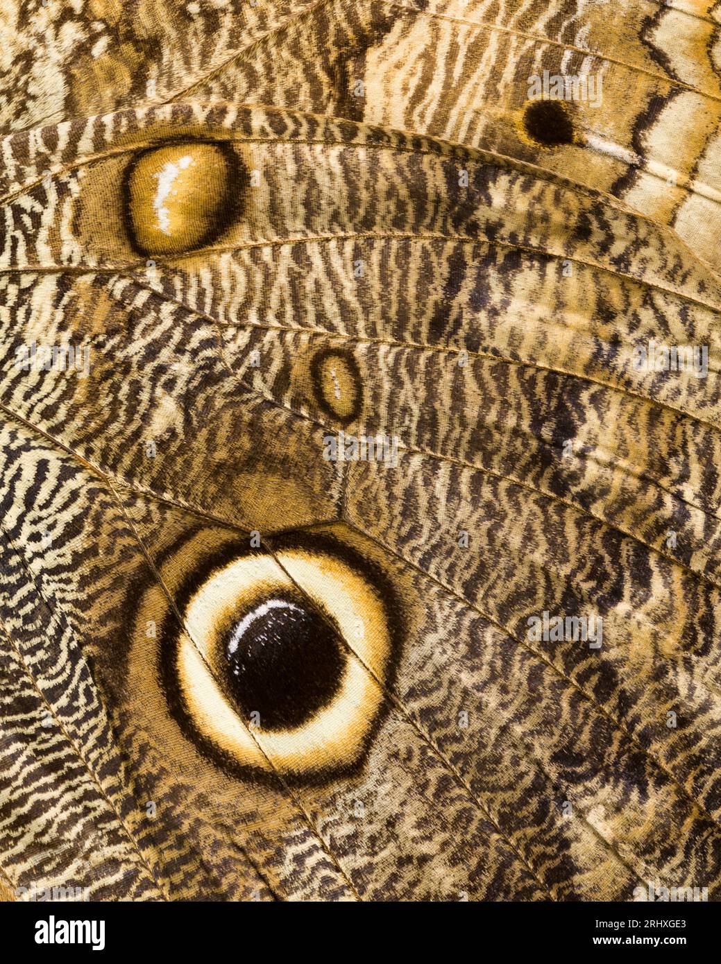 Top view of Close up of wings of the Giant Owl butterfly (Caligo memnon ...