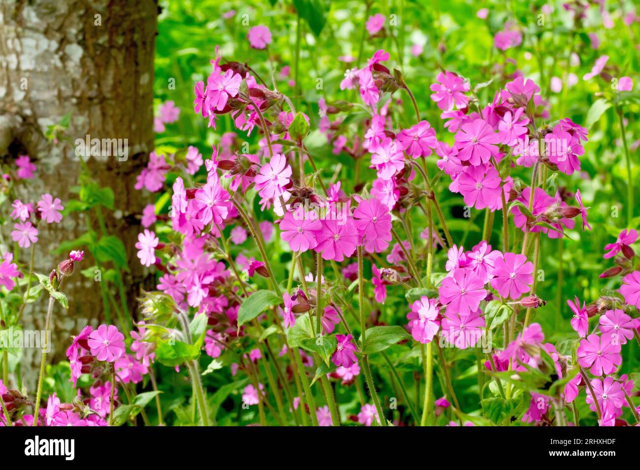 Red Campion (silene dioica), close up of a mass of the pink flowers ...