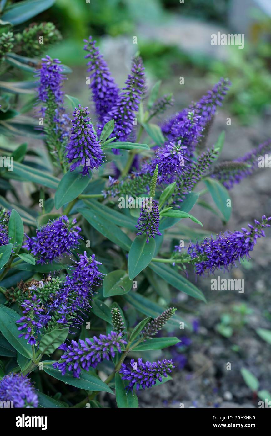 Blue hebe hi-res stock photography and images - Alamy