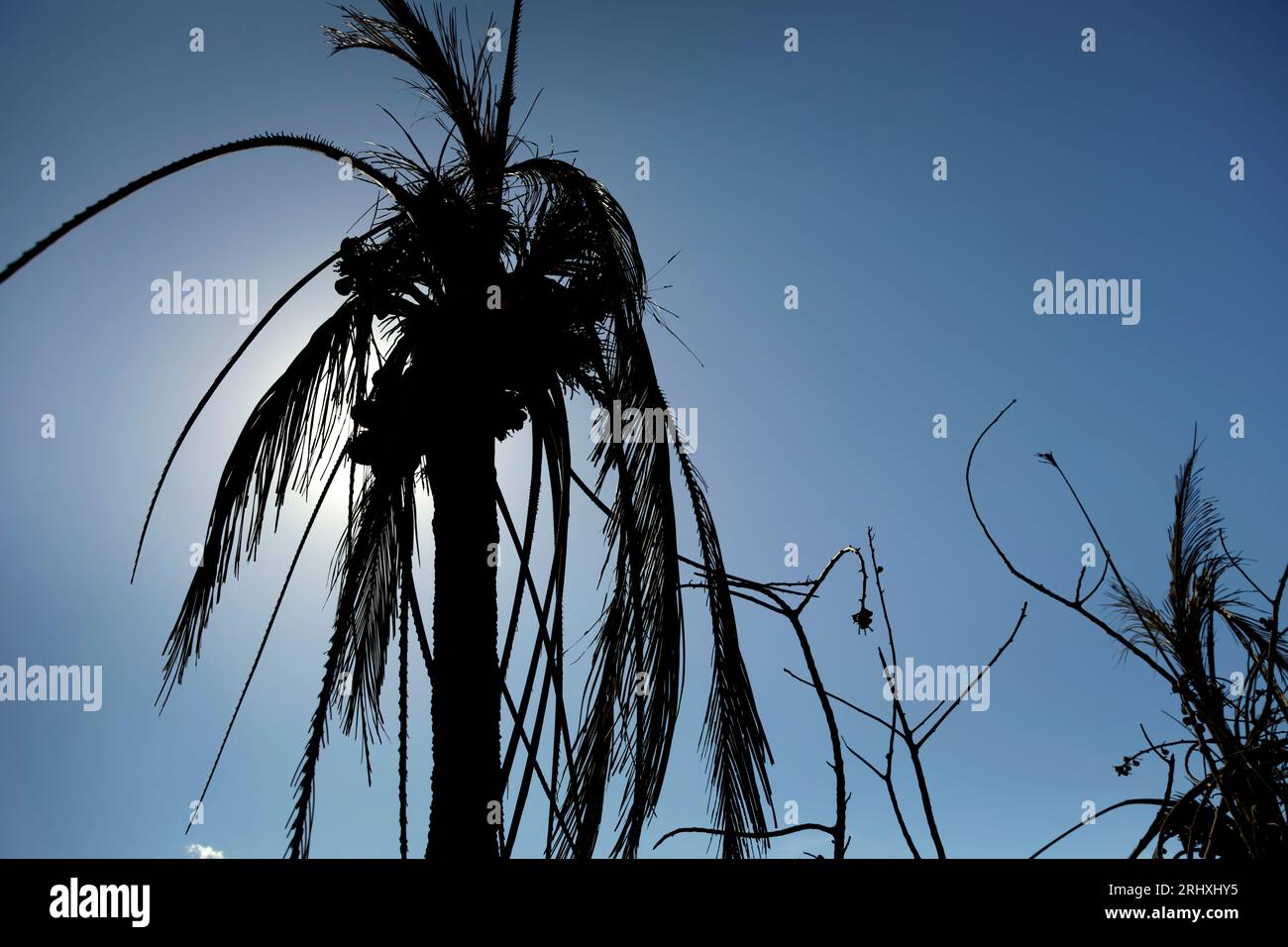 A charred palm tree stands limp in a neighborhood destroyed by a ...