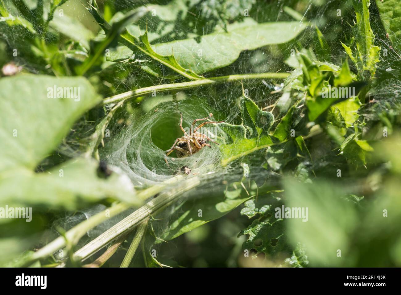 Labyrinth spider agelena labyrinthica hi-res stock photography and ...