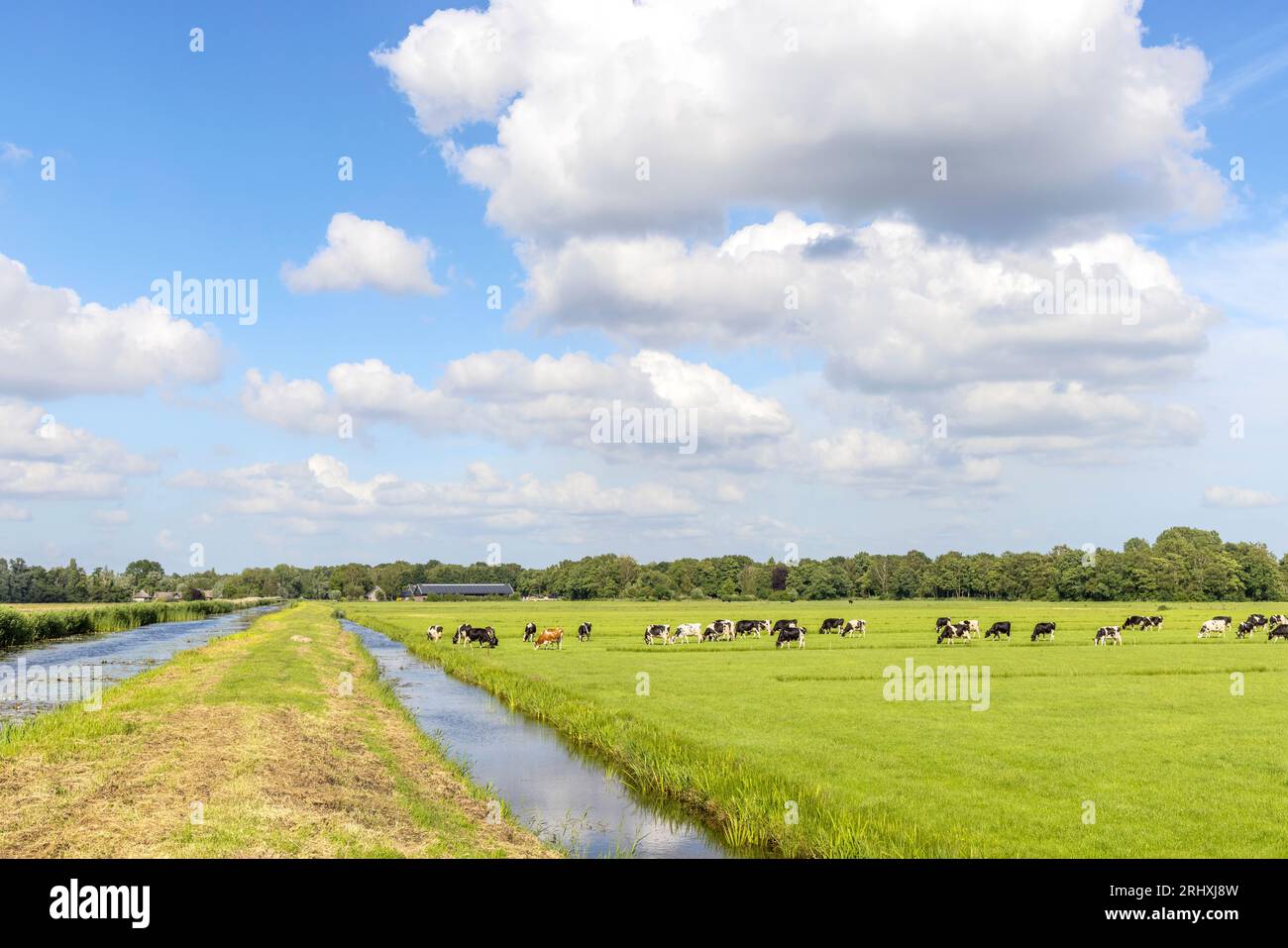 Grazing cows in farmer landscape, in the pasture, peaceful and sunny ...