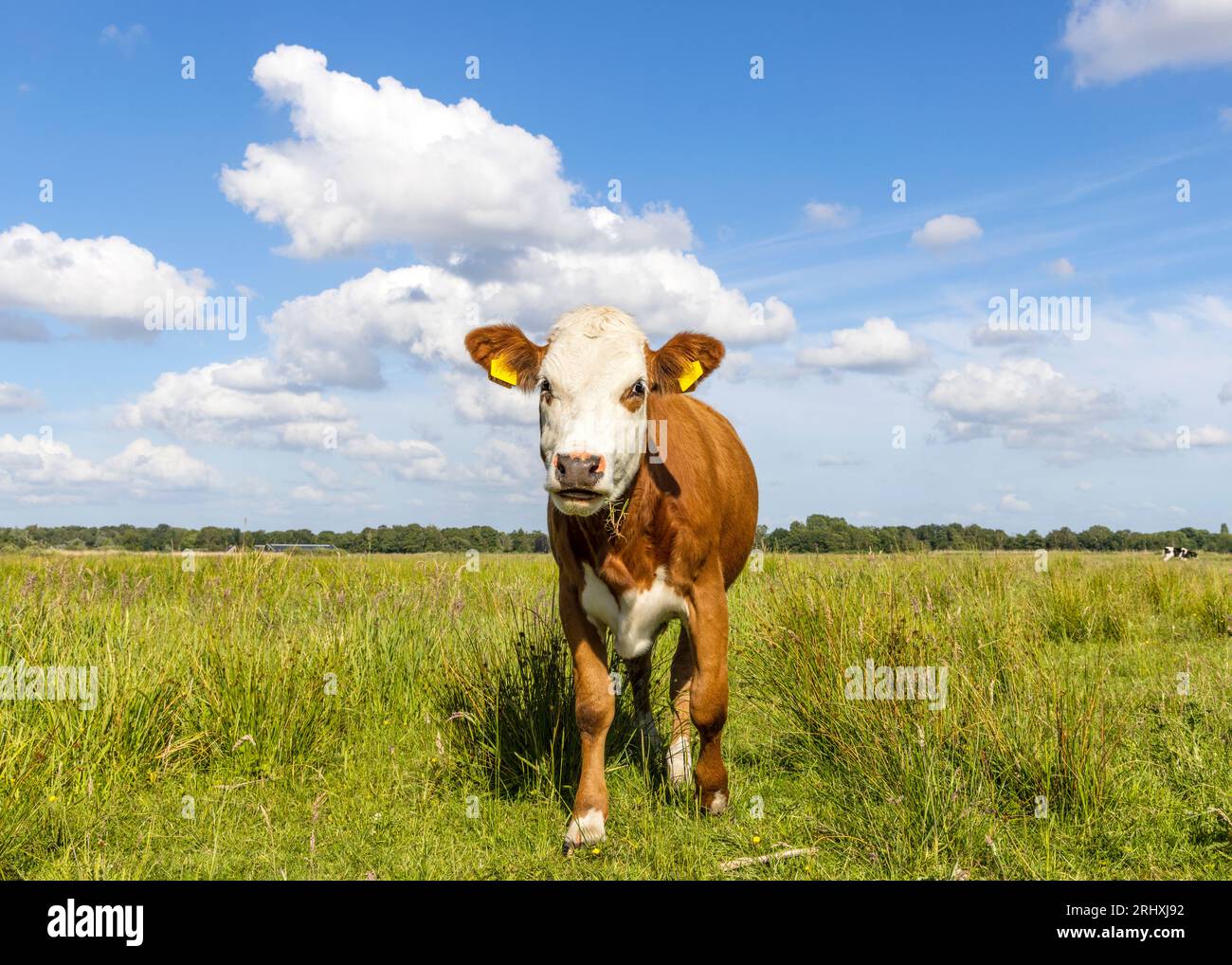 Standing cow full length in front view and copy space, milk cattle red ...