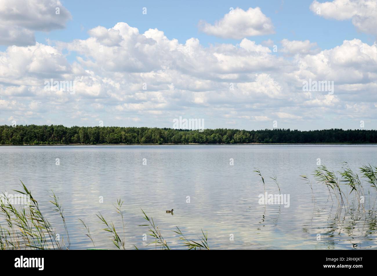 Summer river background, natural wallpaper Stock Photo - Alamy