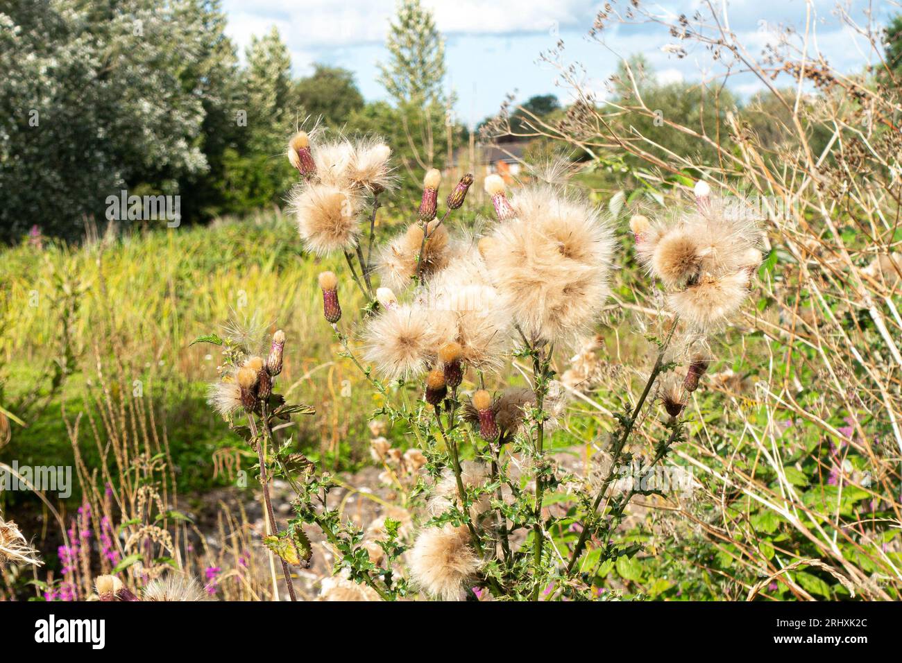 Fluffy white parachutes bearing seeds burst from seed heads belonging ...