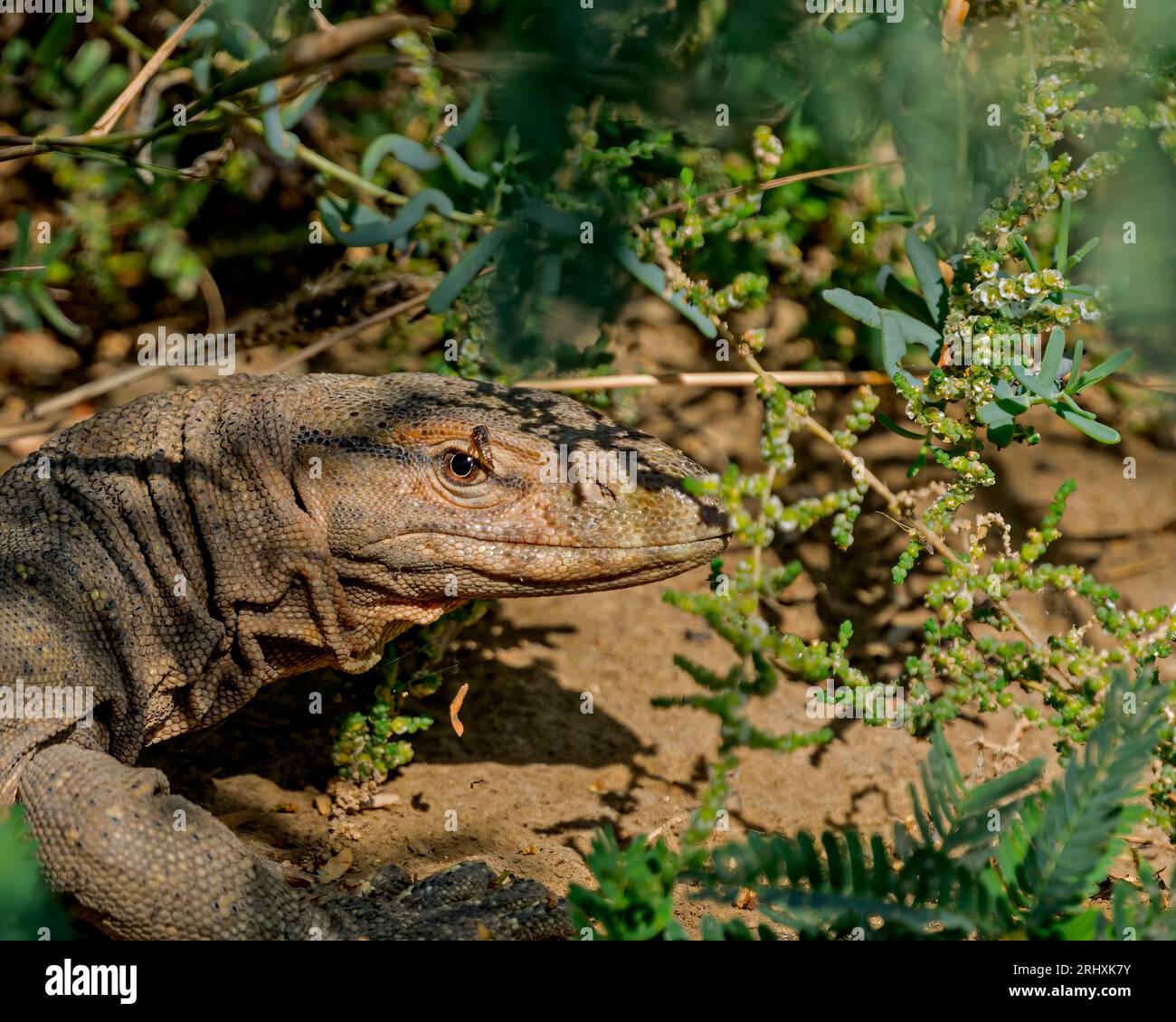 A Monitor hidden in bushes Stock Photo - Alamy