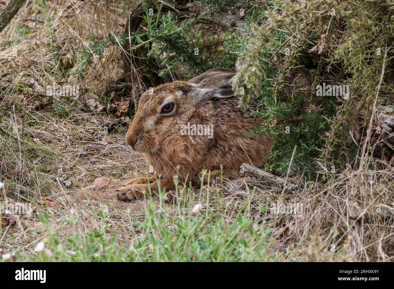 European Brown Hare - Lepus europaeus - Havergate Island, Suffolk Stock ...
