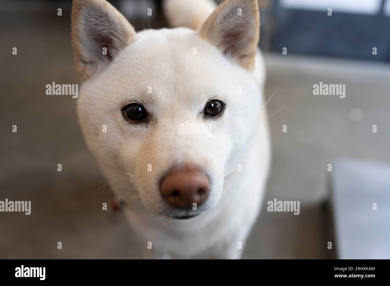 Osaka, Japan. 16th Mar, 2023. A Shiba Inu dog, a Japanese hunting dog ...