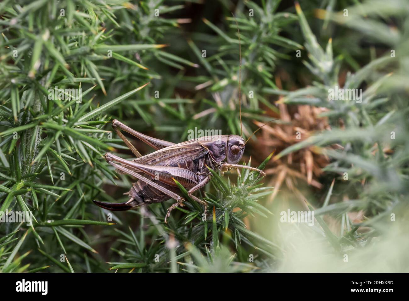 Grey Bush-cricket - Platycleis albopunctata (Goeze, 1778) - female on a ...