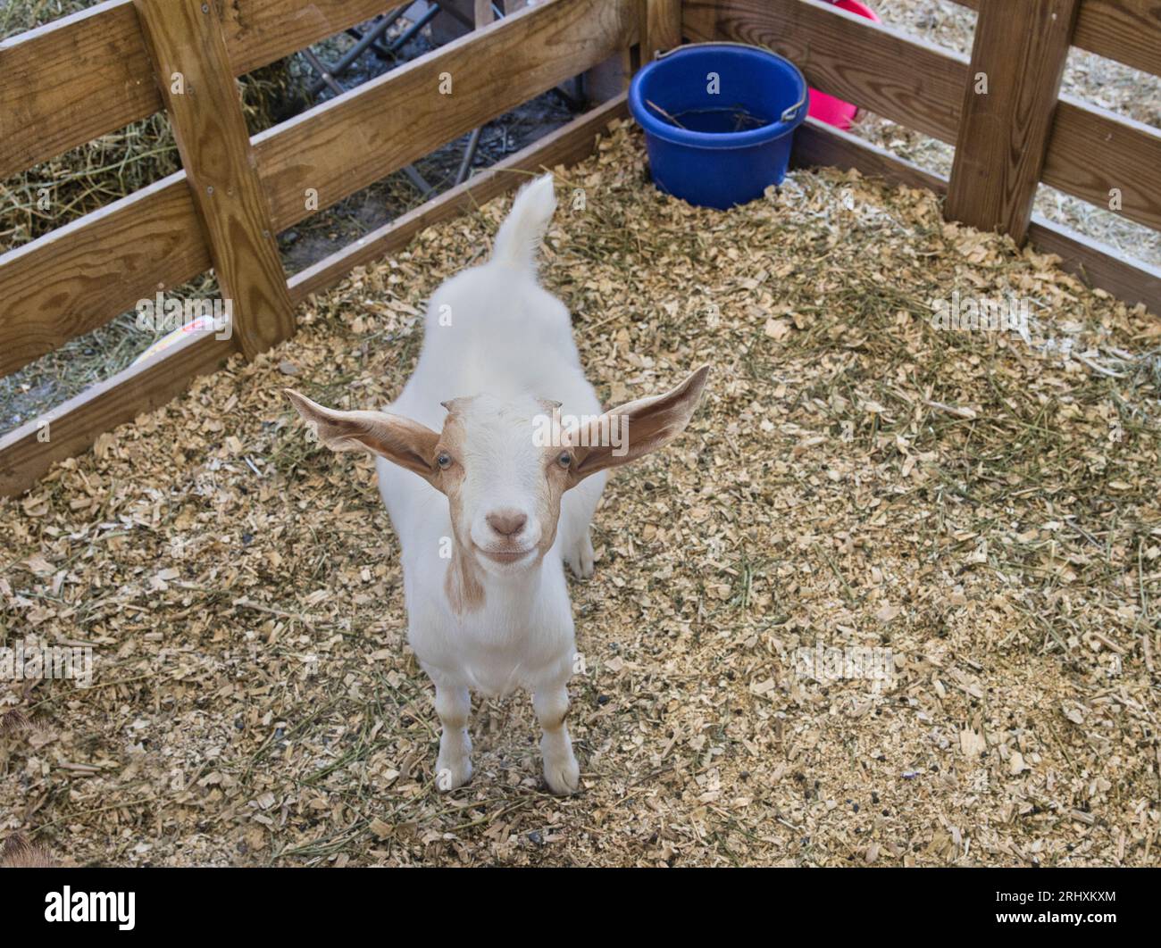 Baby goat at state fair Stock Photo - Alamy