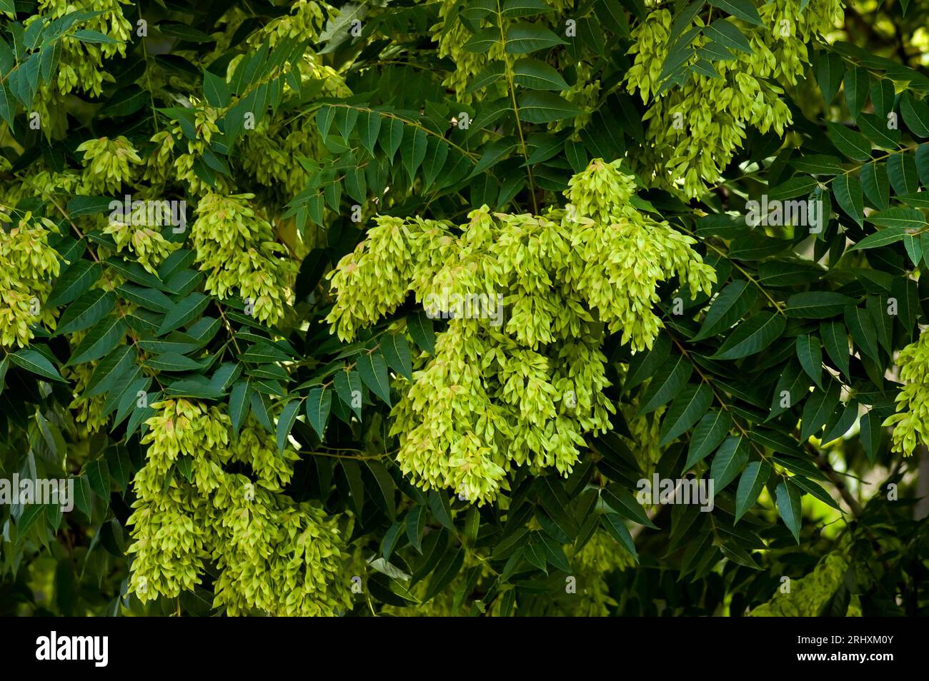 Leaves and seed at tree of heaven or Ailanthus altissima, Sofia ...