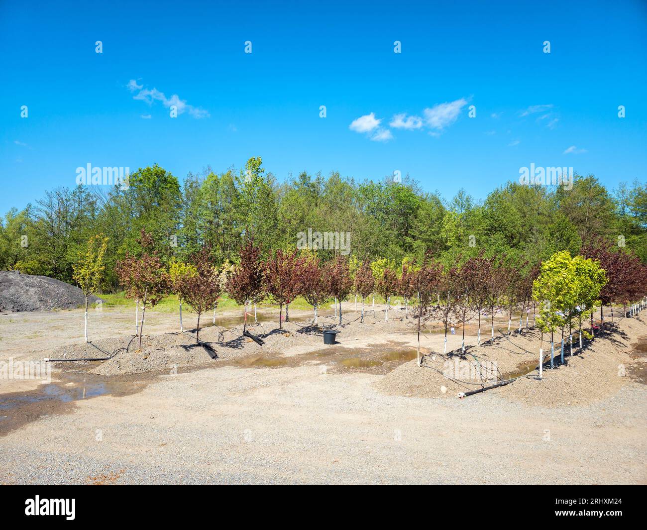 Landscape Wide View of Baby Trees Planted in Lines with Dripping ...