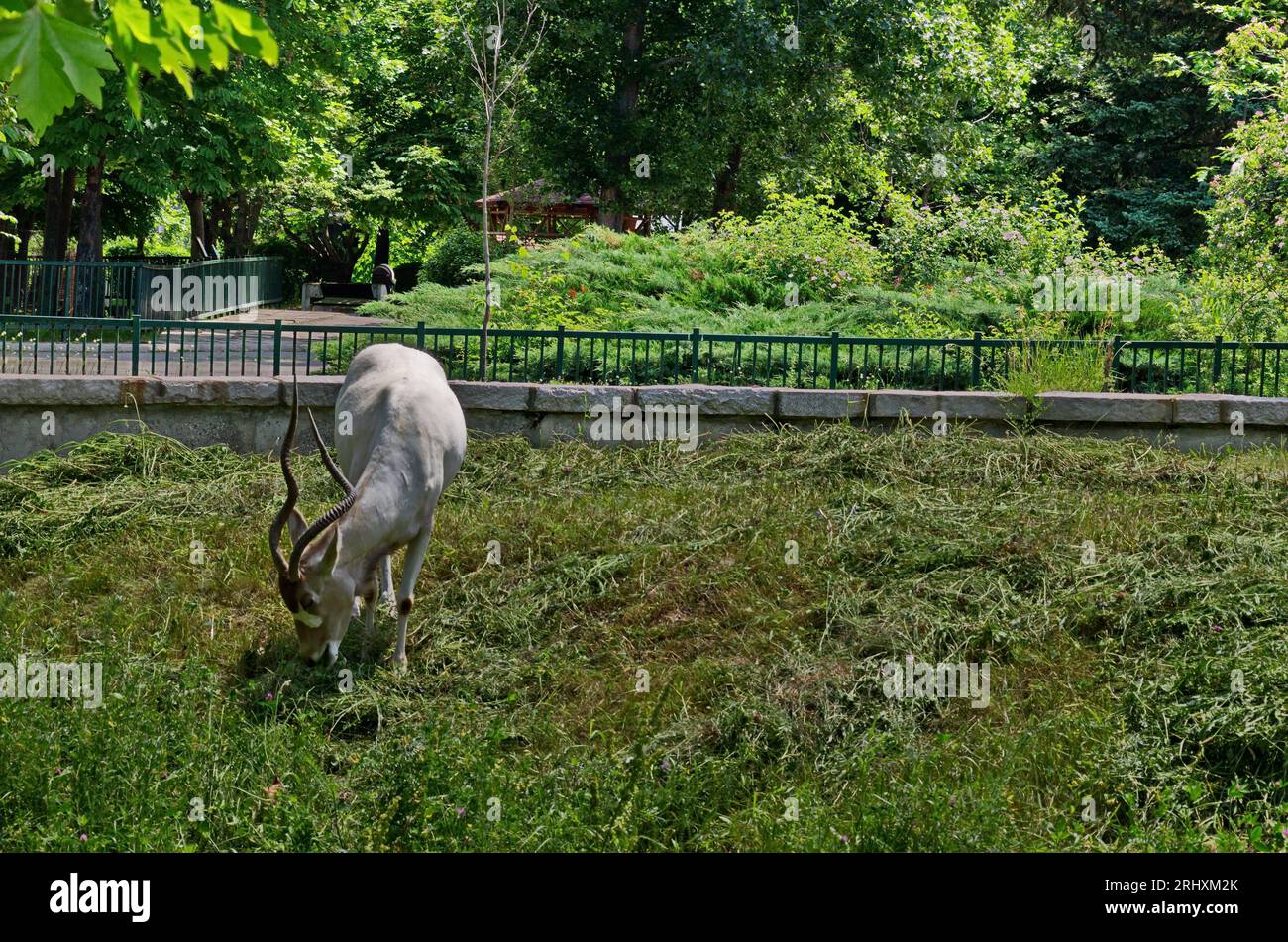 White wild antelope addax nasomaculatus grazing grass in mowed summer ...