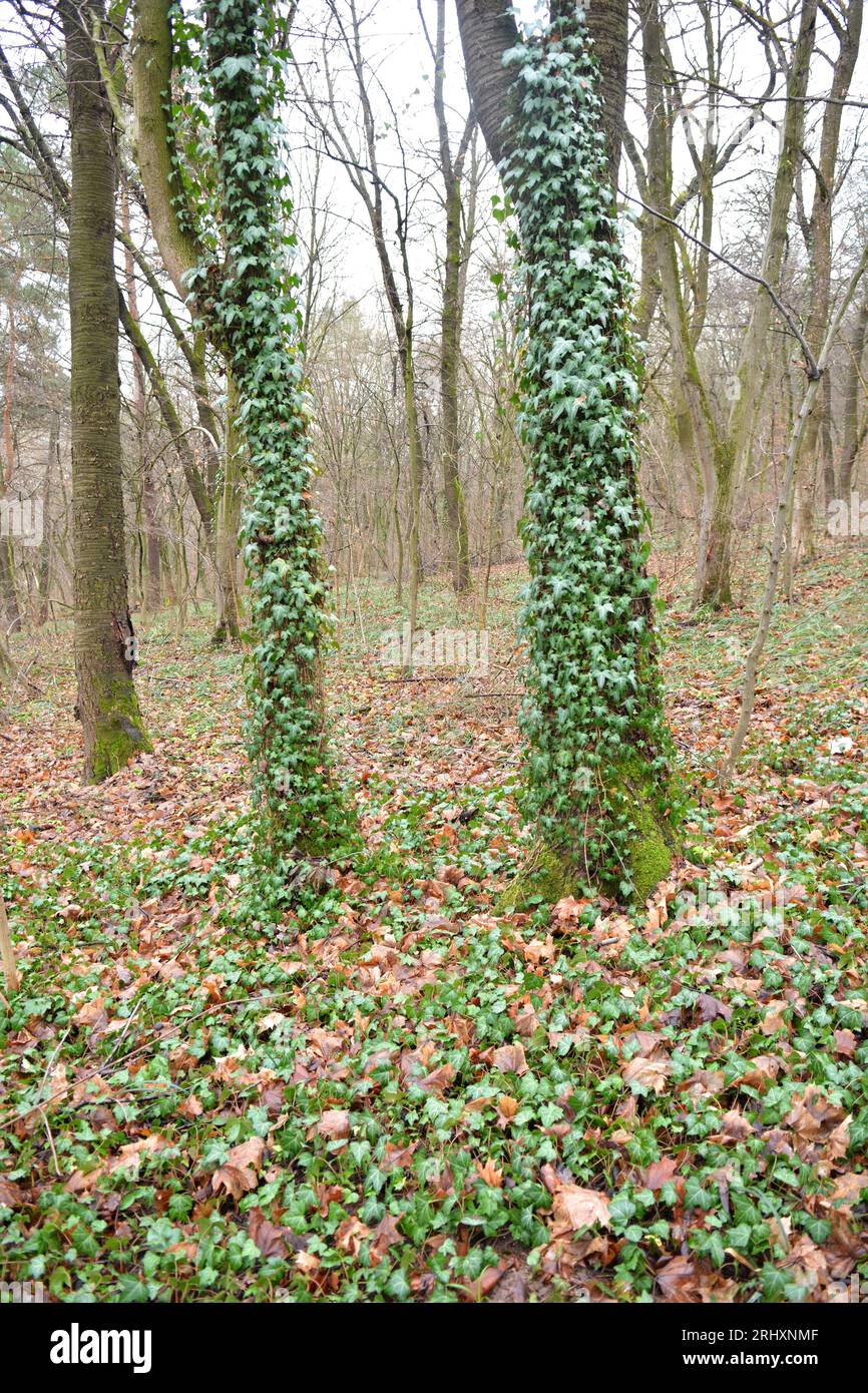 Ivy (Hedera helix) is a wild evergreen climbing plant that stretches ...