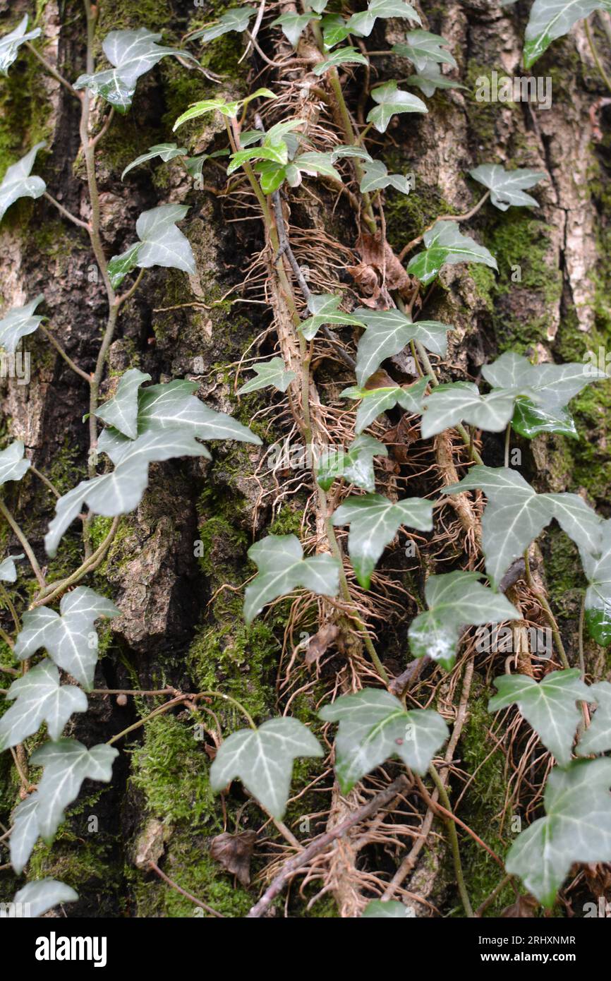 Ivy (Hedera helix) is a wild evergreen climbing plant that stretches ...