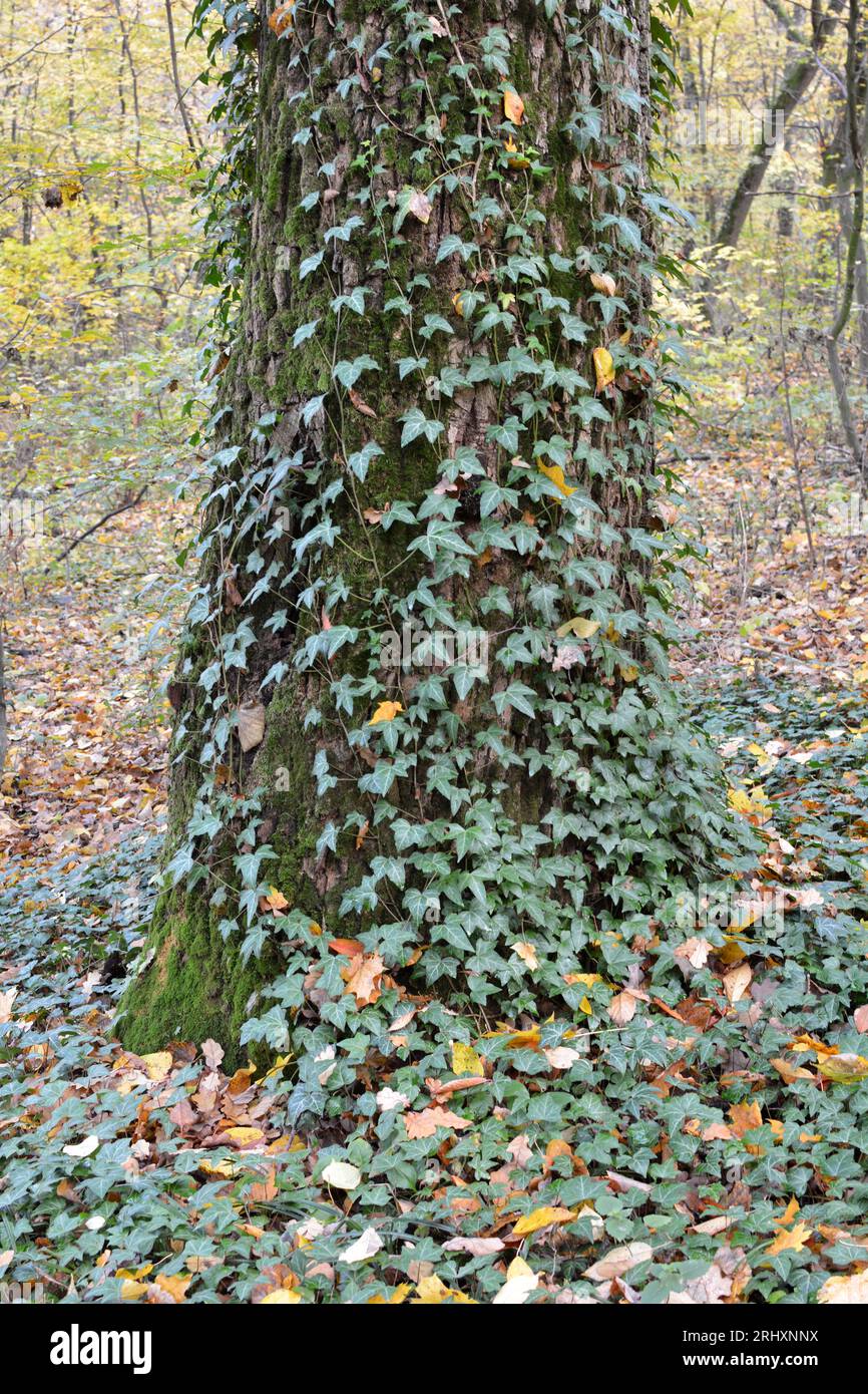 Ivy (Hedera helix) is a wild evergreen climbing plant that stretches ...