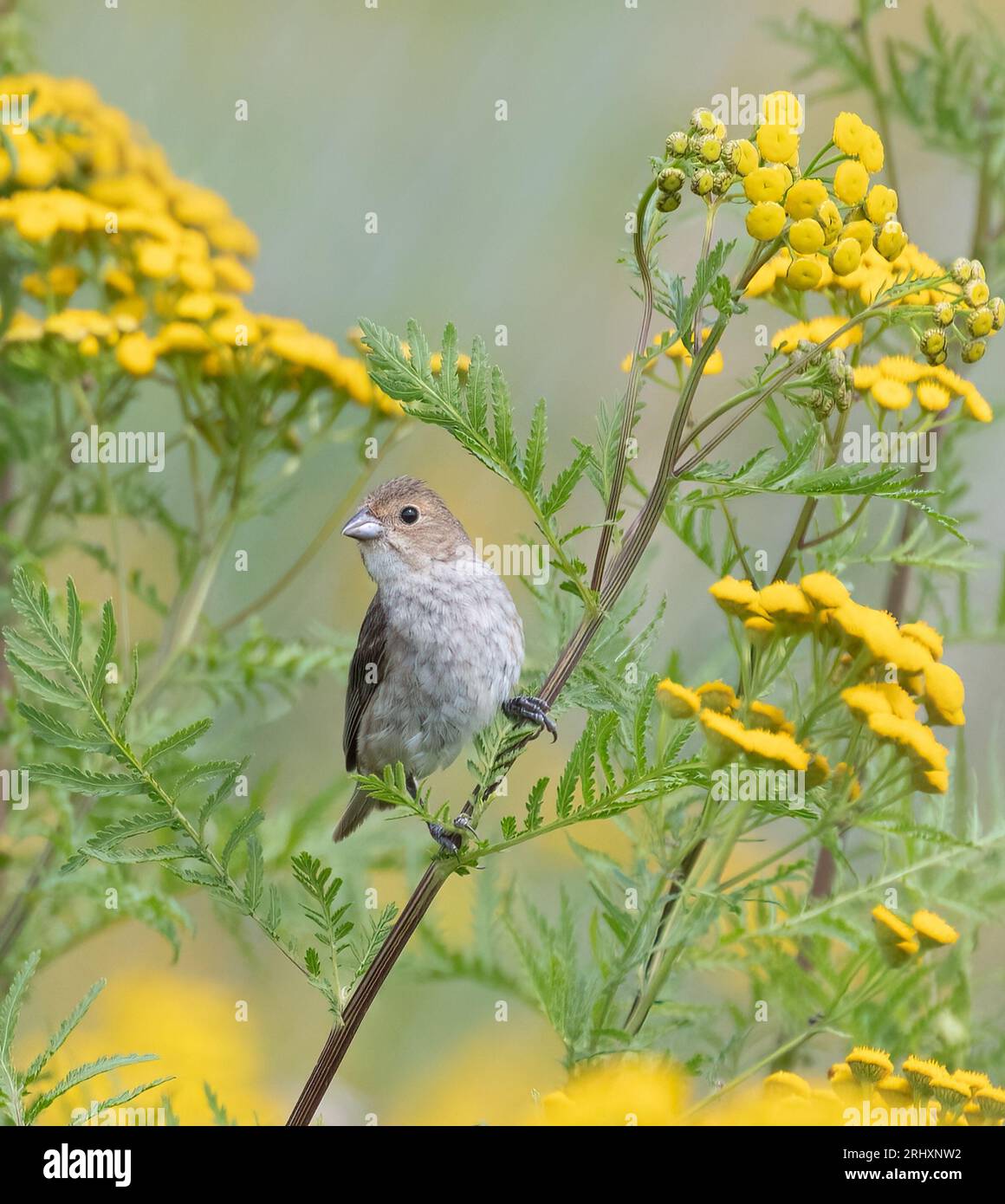 Female indigo bunting hi-res stock photography and images - Alamy
