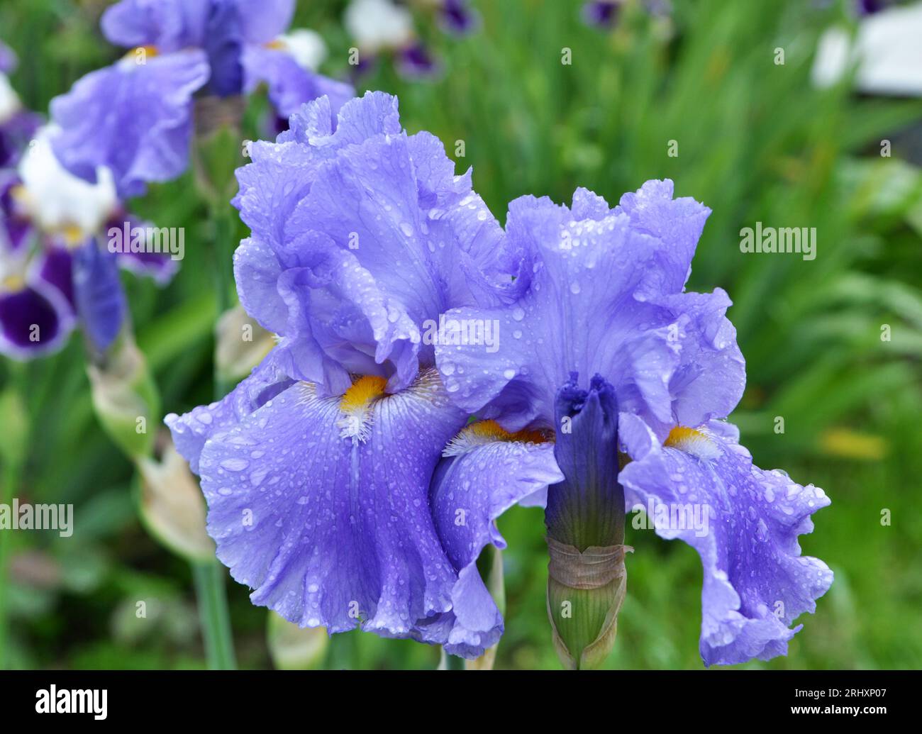 Multi colored iris hi-res stock photography and images - Alamy