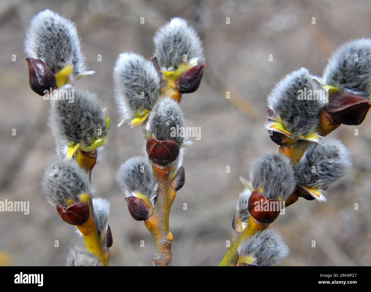 Willow (Salix caprea) branches with buds before flowering Stock Photo ...