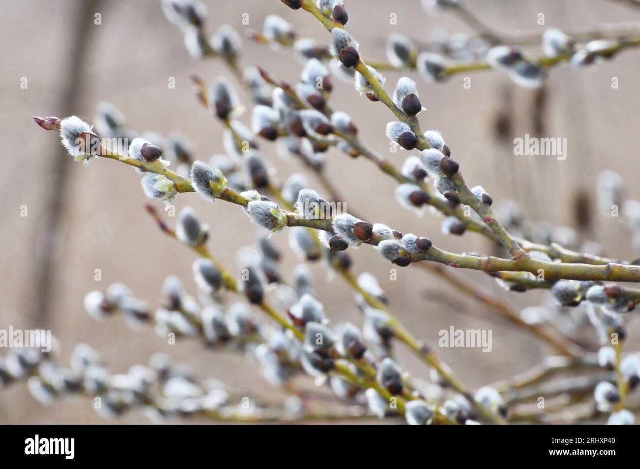 Willow (Salix caprea) branches with buds before flowering Stock Photo ...