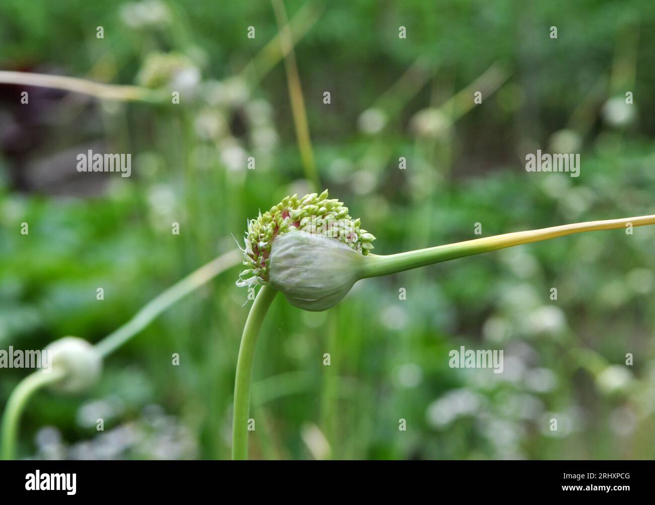 Garlic arrow hi-res stock photography and images - Alamy