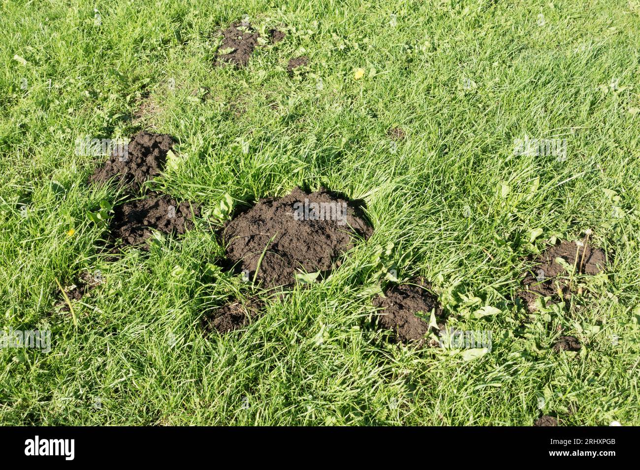 Seaham mole sanctuary hi-res stock photography and images - Alamy