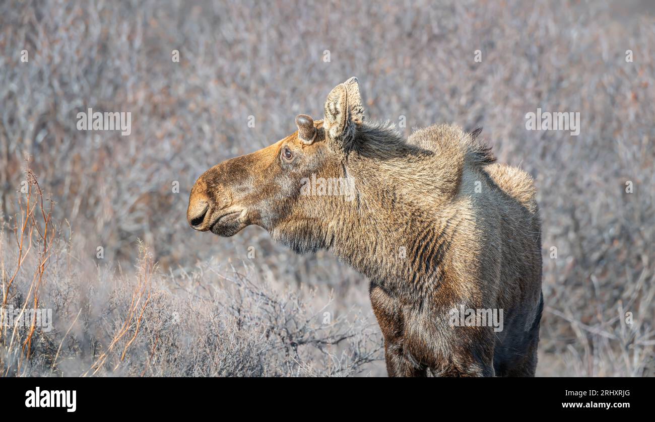 Alaska moose on the Savage River Trail in Denali National Park, Alaska ...