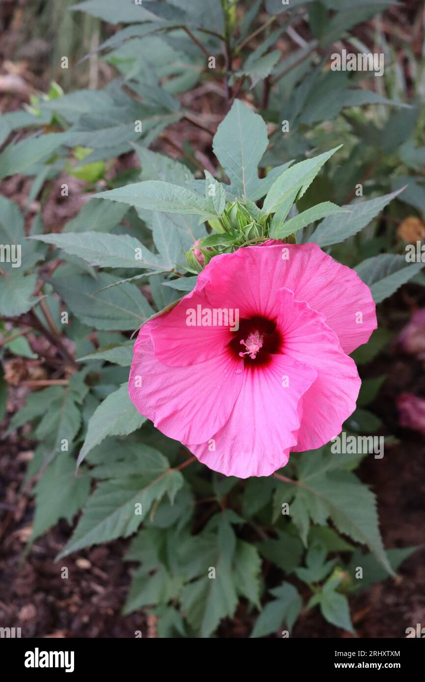 Rosemallow varieties hi-res stock photography and images - Alamy