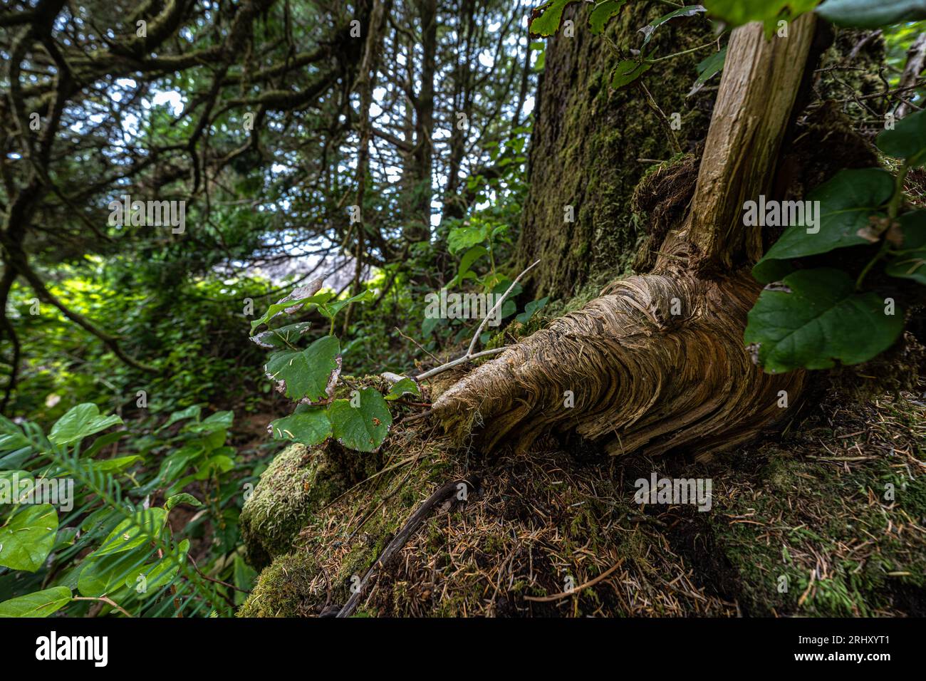 Pine tree loop trail hi-res stock photography and images - Alamy